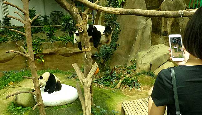 VVIP treatment for pandas, Malaysian elephant forgotten | Free Malaysia ...