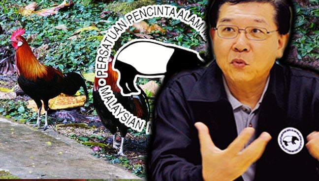 Malaysia’s red jungle fowl is disappearing | Free Malaysia Today (FMT)