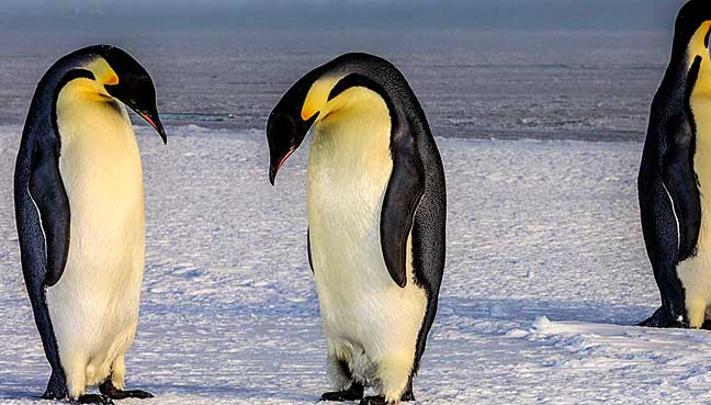 Happy Feet meets T-Rex: Penguins in the age of dinos | Free Malaysia ...