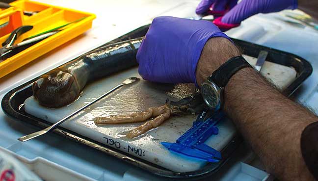 Sulphur-powered giant shipworm unearthed in Philippines | Free Malaysia ...