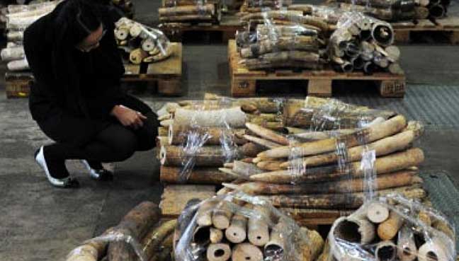 Chinese ban on ivory sales goes into effect | Free Malaysia Today (FMT)