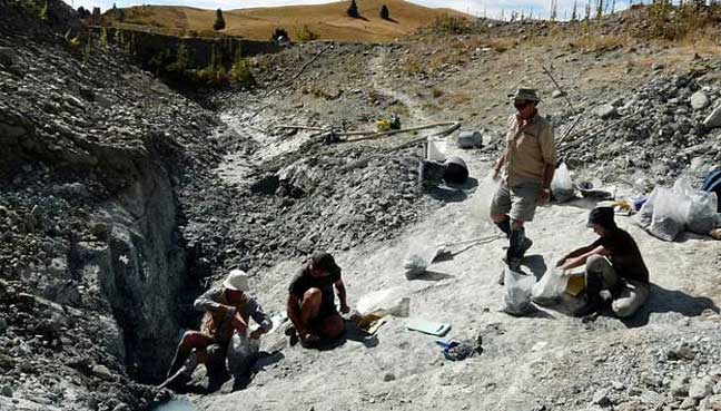 Extinct giant burrowing bat fossil found in New Zealand | Free Malaysia ...