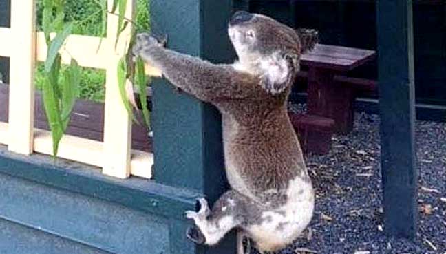 Australian police investigate death of koala screwed to post | Free ...