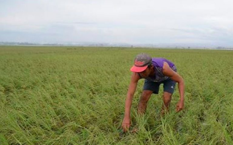 Philippine farmers risk death to save crops from killer typhoon | Free ...