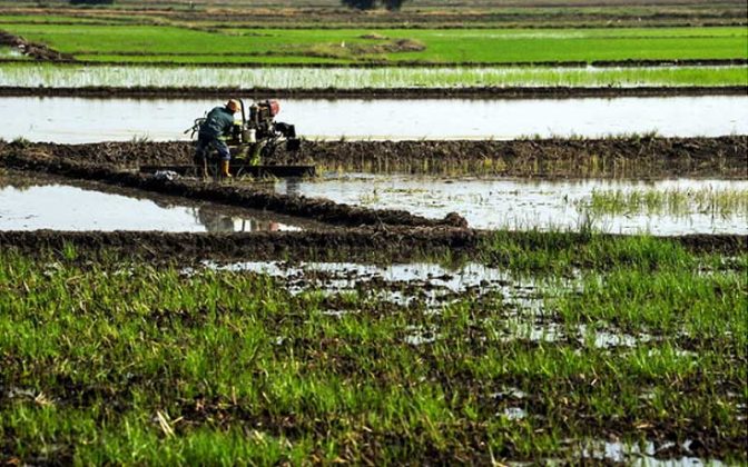 PeSAWAH kecewa Bajet 2022 tak mampu selesai krisis harga benih padi ...