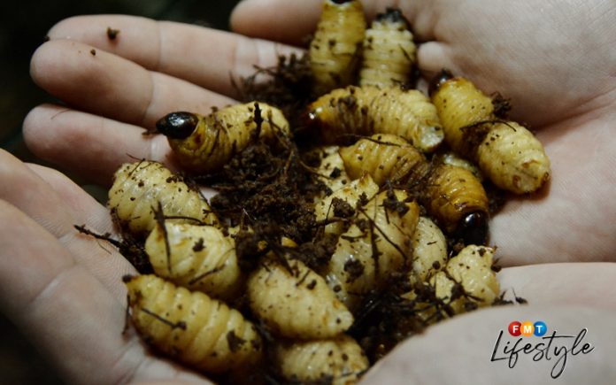 Sabah’s traditional sago grub now a popular delicacy | Free Malaysia ...