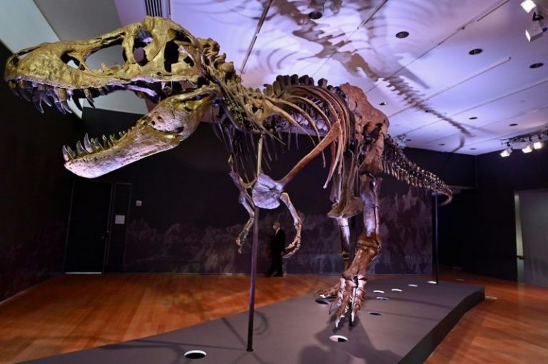T-Rex fossil sells for record-breaking US$31.8 mil | Free Malaysia ...