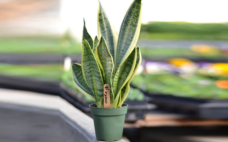 Hobi menanam 3 pokok hiasan ini boleh tingkatkan produktiviti anda ...