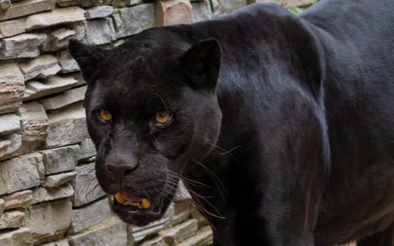 Panthers begin to mate as zoo goes quiet without visitors | Free ...