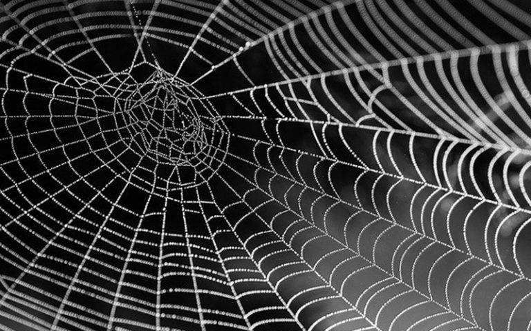 Spider invasion leaves Australia’s Gippsland engulfed in webs | Free ...