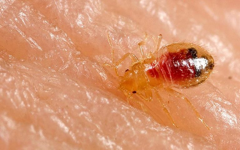 Gara-gara tilam penuh PEPIJAT, habis satu badan gatal! Apa perlu buat ...