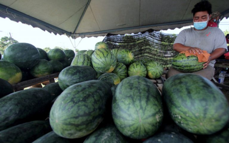 Rezeki berganda peladang, peniaga ‘timun Cina’ Terengganu ketika ...