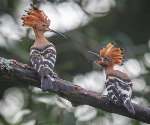 Malaysians Must Know the TRUTH: Hoop, hoop, hooray! 3 hoopoe chicks ...