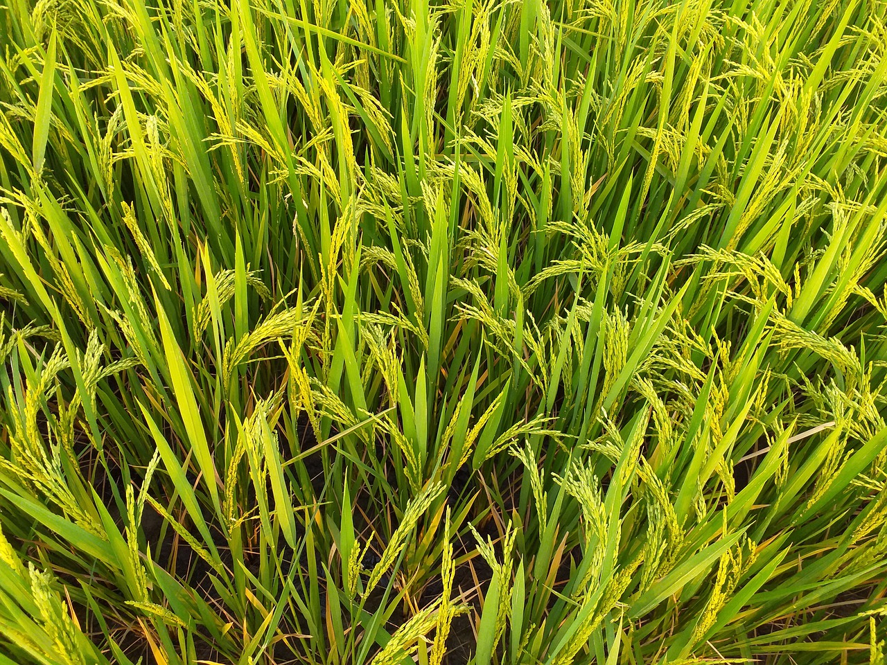 China’s ‘father of hybrid rice’ dies | Free Malaysia Today (FMT)