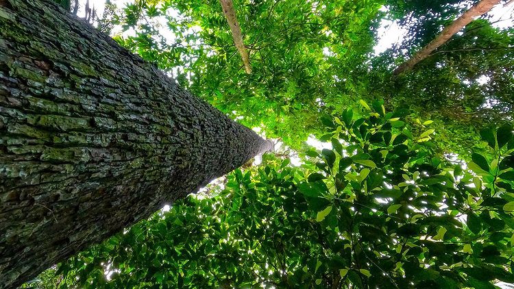 Gunung Datuk, the jewel of Negeri Sembilan | Free Malaysia Today (FMT)