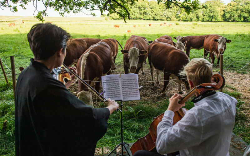 Musician in Denmark moo-ves cows with classical cello concerts | Free ...