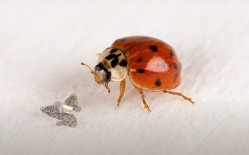 Scientists working on tiny winged microchips to study air quality ...