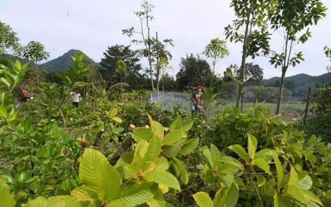 High time to legalise medical cannabis, ketum, say experts | Free ...