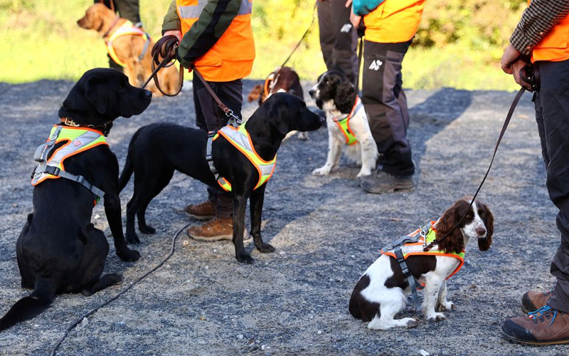 Dogs in German rail firm sniff out protected species | Free Malaysia ...