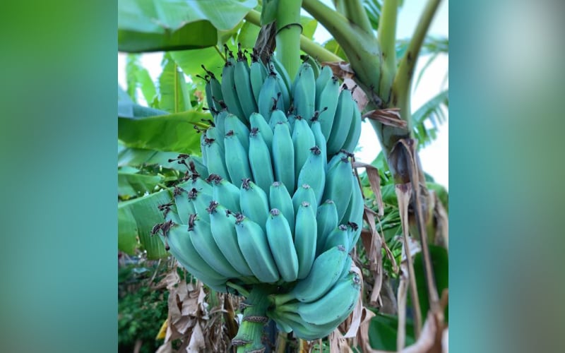 Blue bananas: how blue is colouring our menu | Free Malaysia Today (FMT)