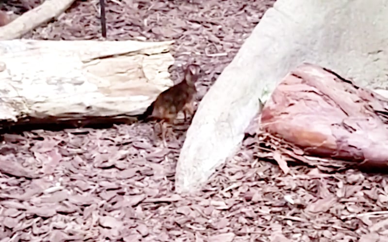 Warsaw Zoo greets 10cm-tall baby mouse deer | Free Malaysia Today (FMT)