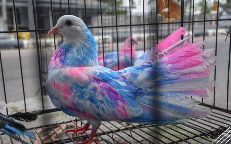NGO condemns cruel act of spray-painting pigeons | Free Malaysia Today ...