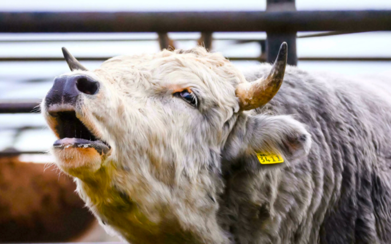 Have you herd the moos? Latvia’s blue cows make a comeback | Free ...