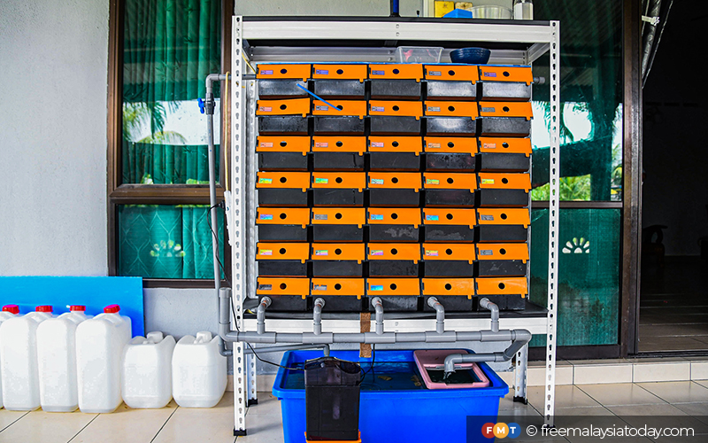 ‘Crab condo’ turns a tidy profit for urban farmer Musa | Free Malaysia ...