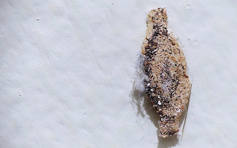 Plaster bagworm, the destructive household pest | Free Malaysia Today (FMT)