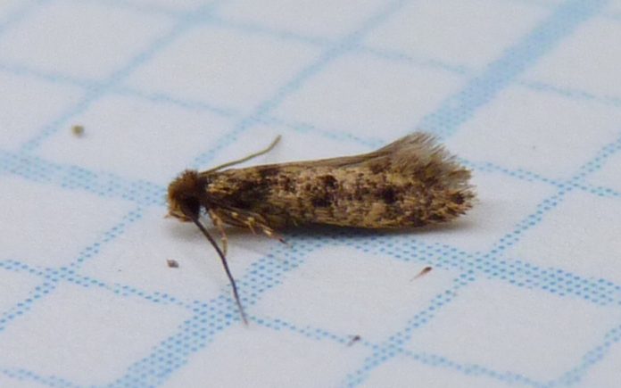 Plaster bagworm, the destructive household pest | Free Malaysia Today (FMT)