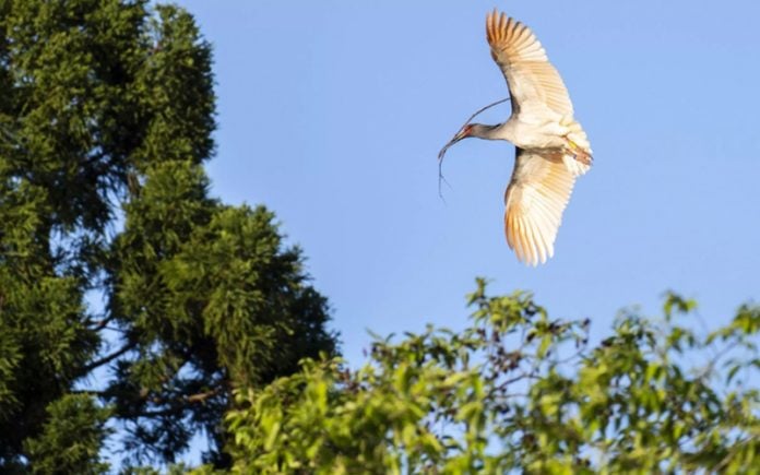 Toki: Japan’s ‘mythical’ bird brought back from the brink of extinction ...