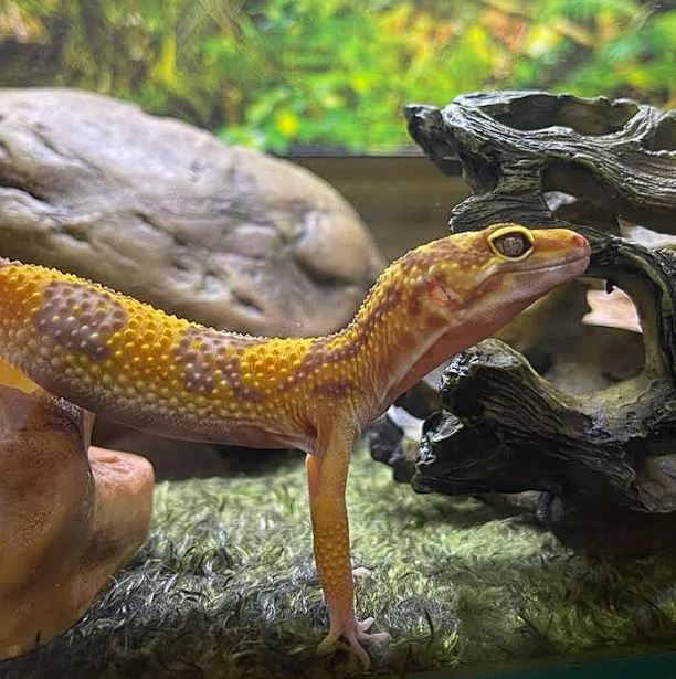 Meet Newt, the shy, sleepy gecko who’s not a newt | Free Malaysia Today ...
