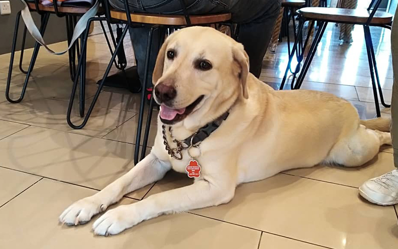 Remembering Lashawn, Malaysia’s first guide dog | Free Malaysia Today (FMT)