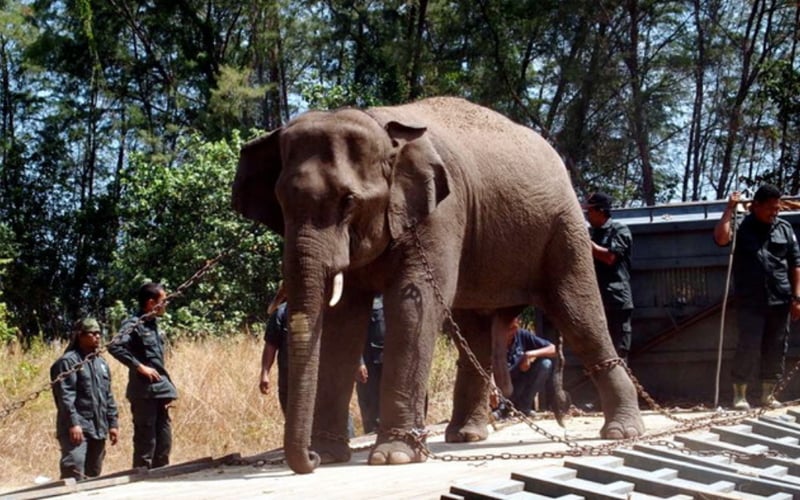 Endau Rompin National Park gets recognition as Asean Heritage Park ...