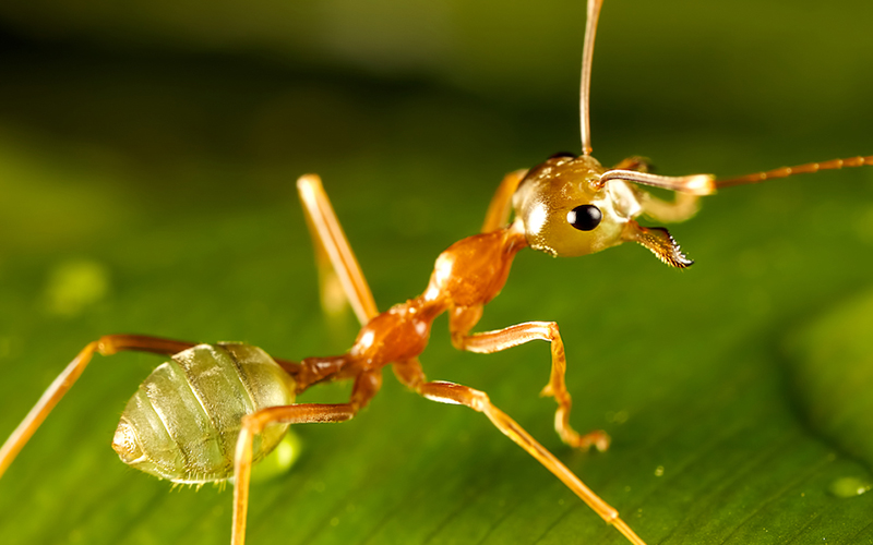 How many ants are there on Earth? ’20 quadrillion’ | Free Malaysia ...