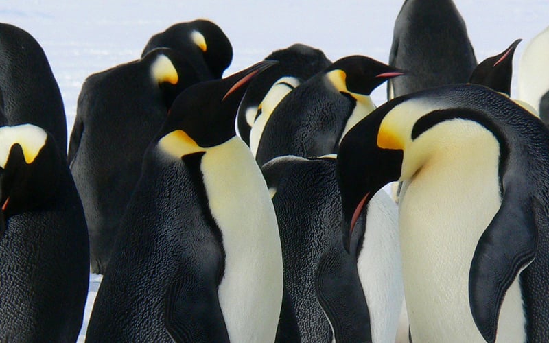 Penguin maharaja bakal pupus menjelang 2050 | Free Malaysia Today (FMT)