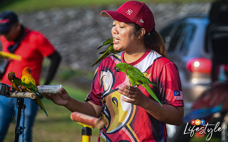 Meet Pickles and Kiki, the quirky Hahn’s macaw ‘sisters’ | Free ...