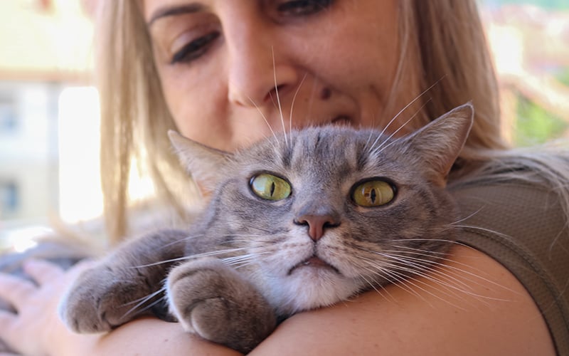 New ‘meow’ app helps you better understand your cat | Free Malaysia ...