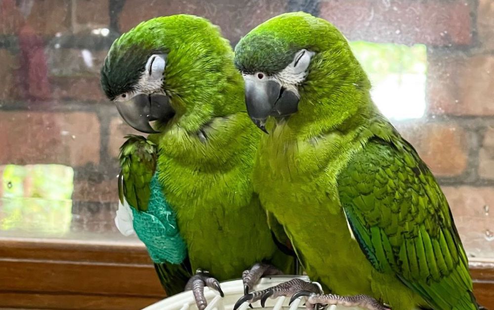 Meet Pickles and Kiki, the quirky Hahn’s macaw ‘sisters’ | Free ...