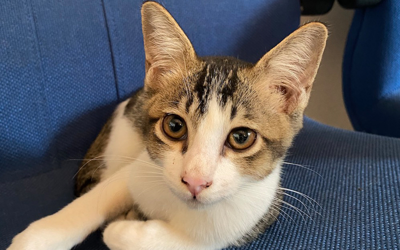 Meet baby Bee Boo, the highway-rescue kitten | Free Malaysia Today (FMT)