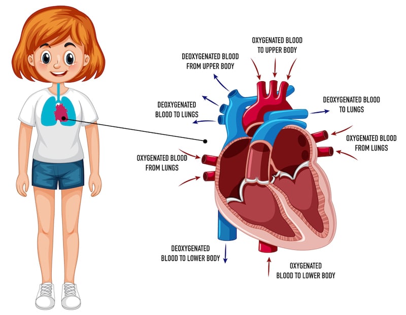 Take heart of your heart: fascinating facts about this essential organ ...