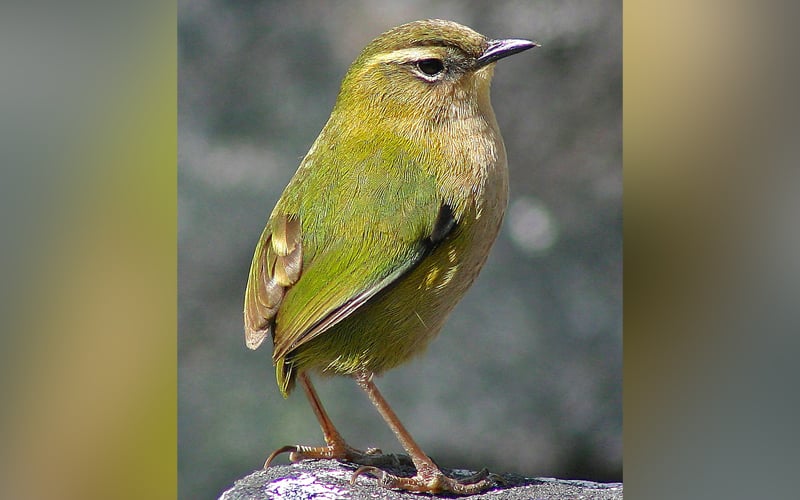 Wren rocks New Zealand’s bird of the year contest | Free Malaysia Today ...