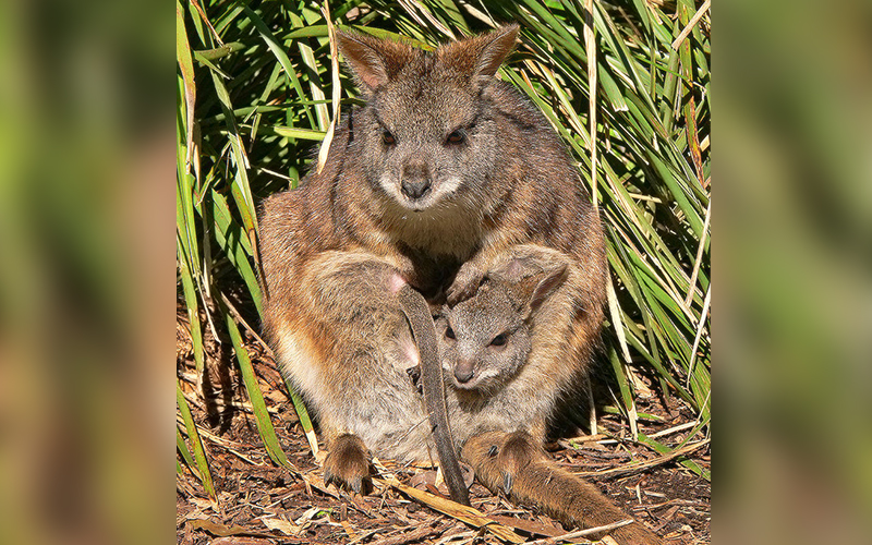 Small wallaby, snake added to Australia’s endangered species list | Free Malaysia Today (FMT)