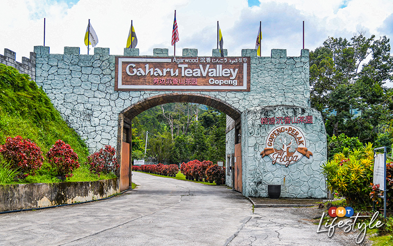 Trees, tea and travel at Gaharu Tea Valley Gopeng | Free Malaysia Today ...