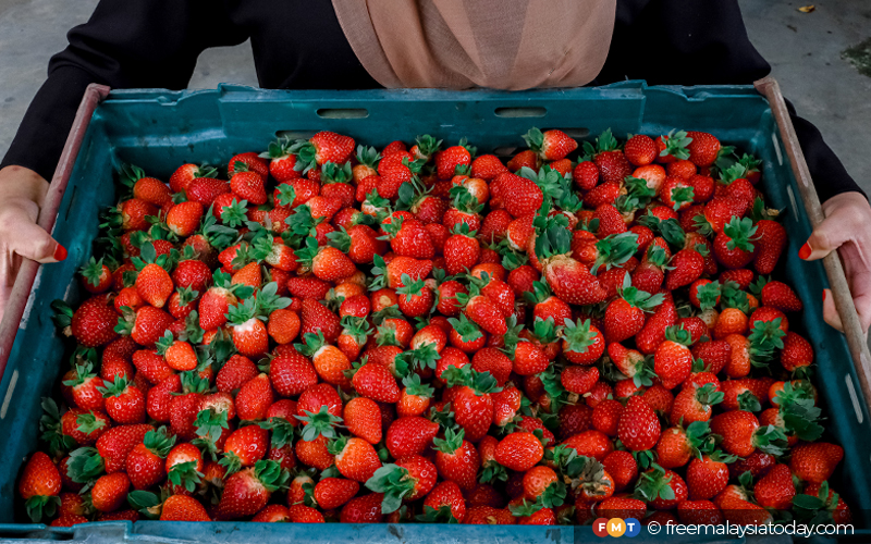 Inside Kasimanis Strawberry Farm in Cameron Highlands | Free Malaysia ...